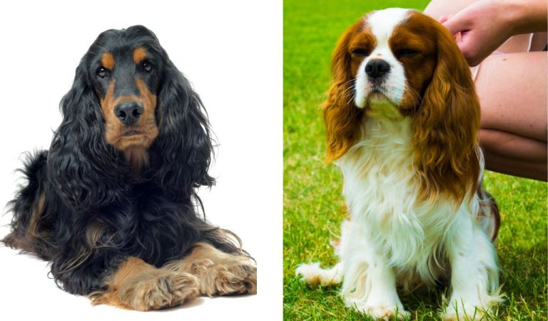 Cavaliers Vs English Cocker Spaniels: Two Lovable Spaniel Breeds - Easy ...