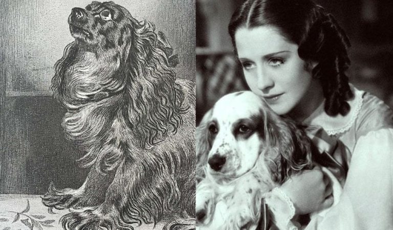 History Of Cocker Spaniels In England - Easy Spaniel Training