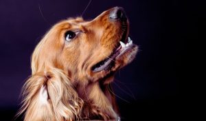 Basic Obedience Training For Cocker Spaniels: A Comprehensive Guide - Easy Spaniel Training