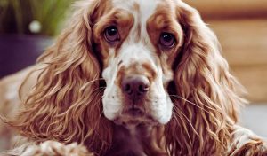 Behavioural Training For Cocker Spaniels: Solutions For Common Issues - Easy Spaniel Training