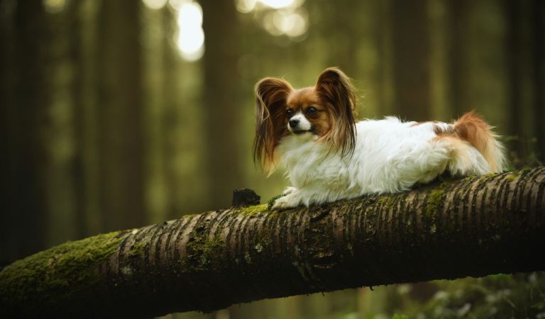 The Papillon Dog: An In-Depth Guide - Easy Spaniel Training