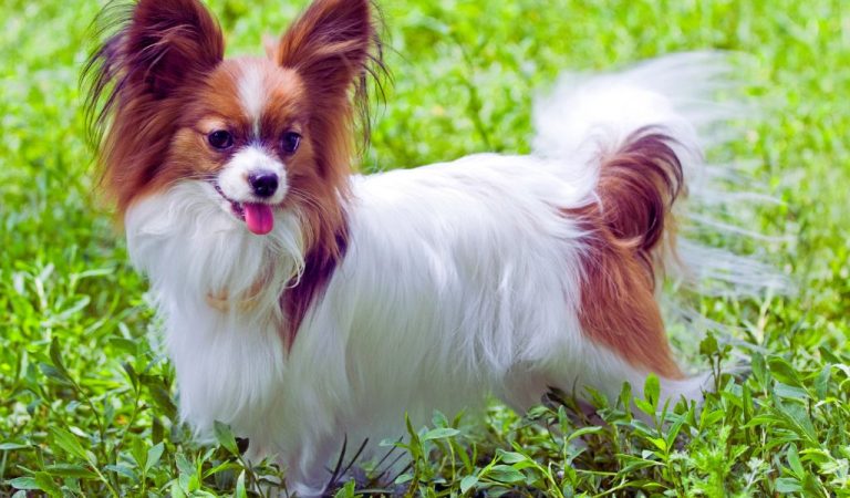 The Papillon Dog: An In-Depth Guide - Easy Spaniel Training