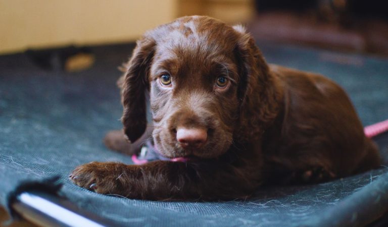 When To Start Training A Cocker Spaniel - Easy Spaniel Training