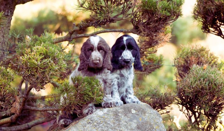 Ultimate Cocker Spaniel Puppy Training Guide: Essential Tips To Teach ...