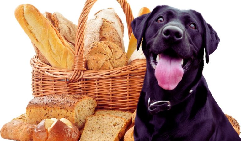 Help! My Dog Ate A Whole Loaf Of Bread - What Should I Do? - Easy ...