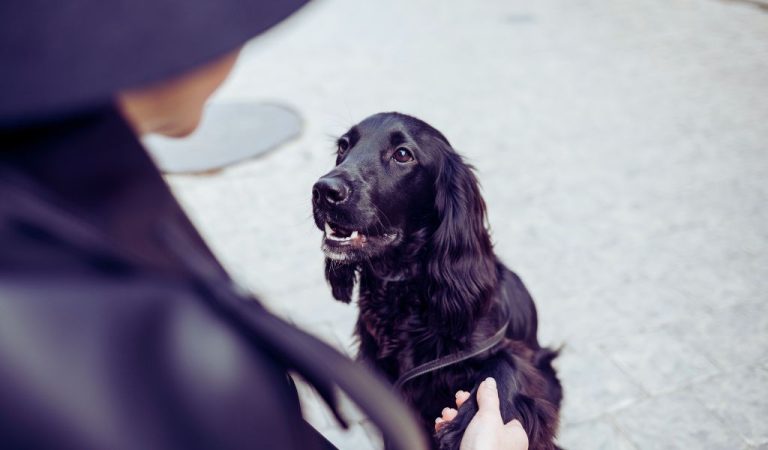 Why Do Cocker Spaniels Have Big Paws? - Easy Spaniel Training
