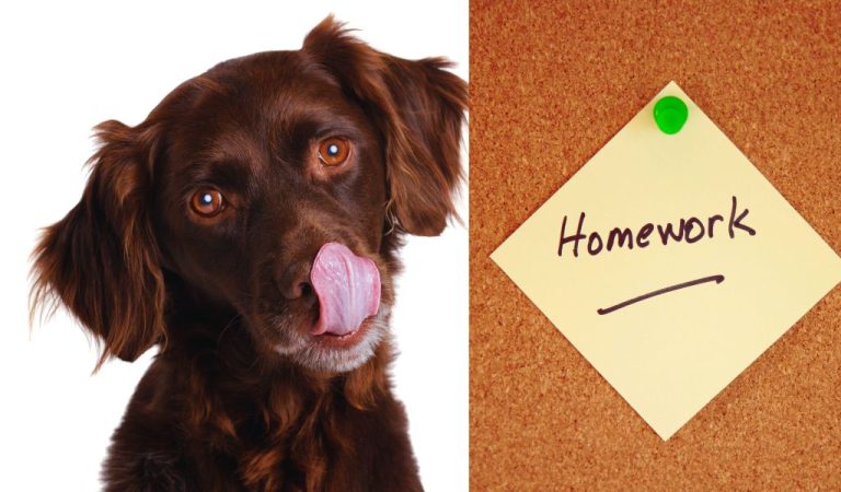 Unraveling The Myth. Do Dogs Eat Homework? - Easy Spaniel Training