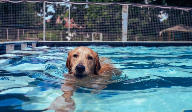 Can Dogs Swim In A Chlorine Pool? - Easy Spaniel Training