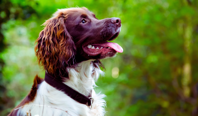 How To Minimise Shedding In Your Springer Spaniel - Easy Spaniel Training