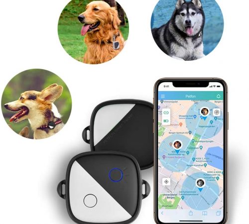 What do dog GPS trackers do? What you should know