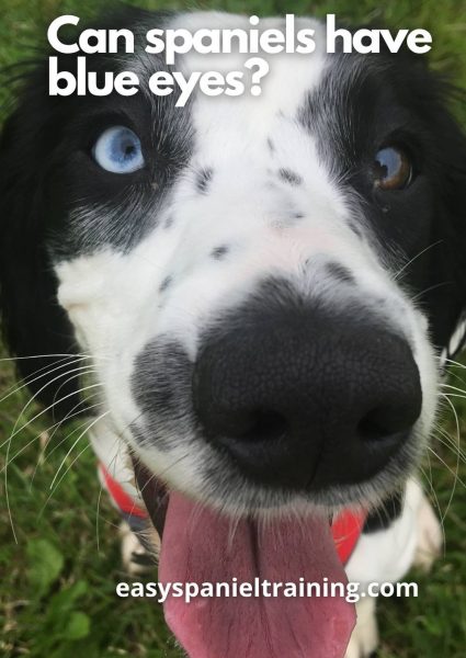 Can spaniels have blue eyes? - Easy Spaniel Training