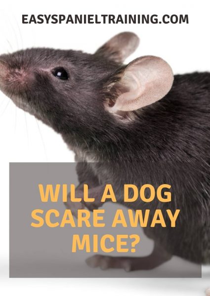Will Dogs Catch Mice